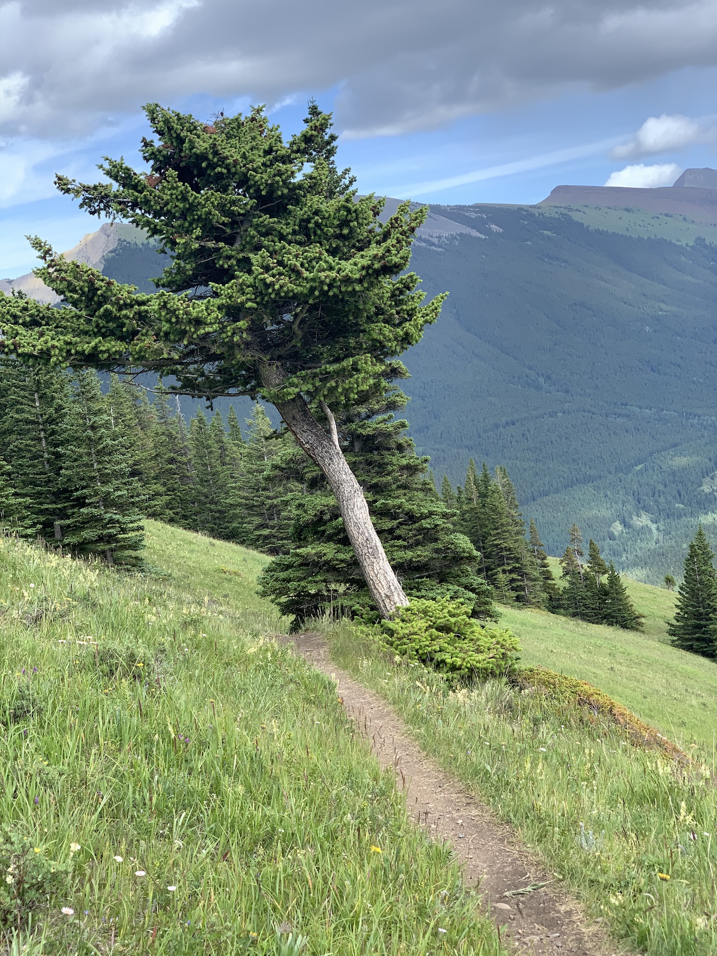 Wind Ridge Trail: Lush valleys, gorgeous views - Running with Rhyno